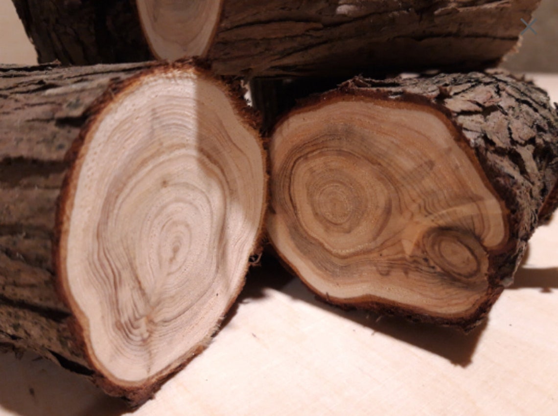 Juniper Wood Log - DIY Craft Supplies, Juniperus Communis Tree, Shaman ...