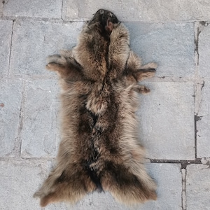 Genuine Coyote Fur Skin | Real Coyote Fur Pelt | Khaki | Material for ...