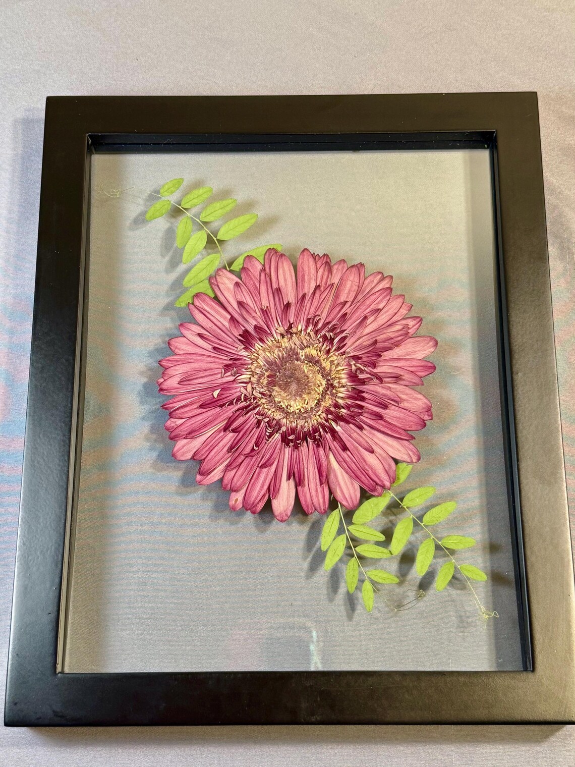 Magenta Gerbera Daisy With Green Foliage - Etsy