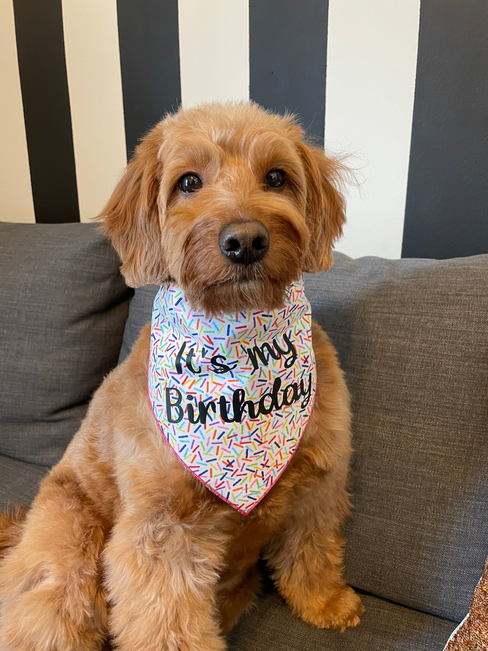 It's My Birthday Dog Bandana Birthday Dog Bandana Tie on | Etsy