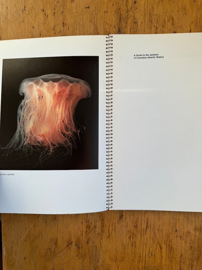 A Guide to the Jellyfish of Canadian Atlantic Waters, - Etsy