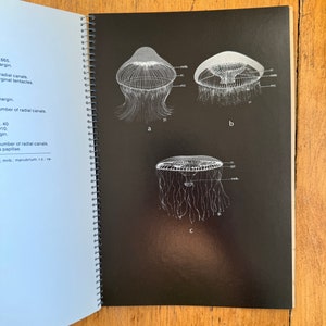 A Guide to the Jellyfish of Canadian Atlantic Waters, - Etsy