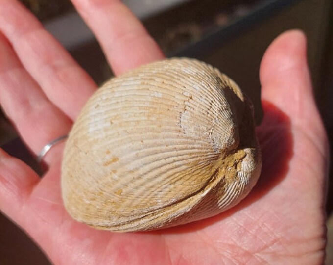 Huge Bi-valve Fossil From Jan Juc Beach Victoria. Big Fossil. - Etsy