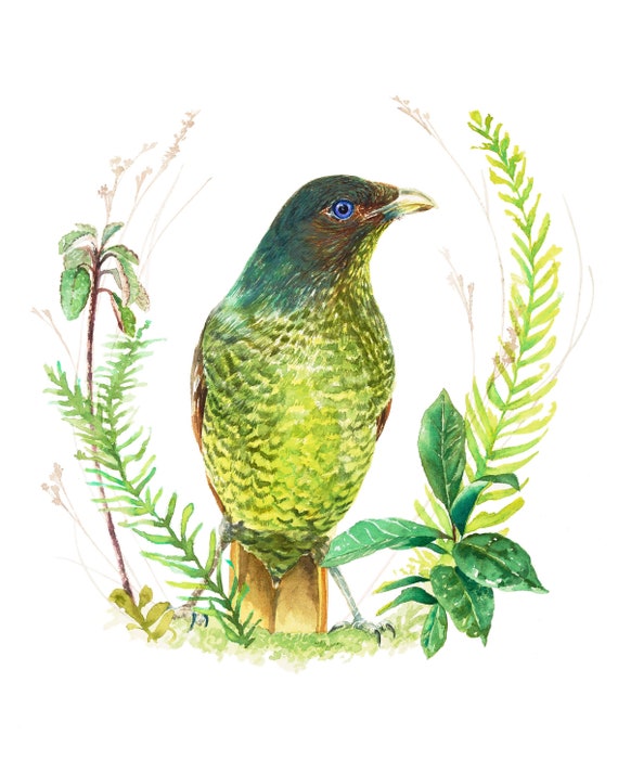 Bird Print A3 Male Satin Bowerbird Print Australian Birds Home & Living ...