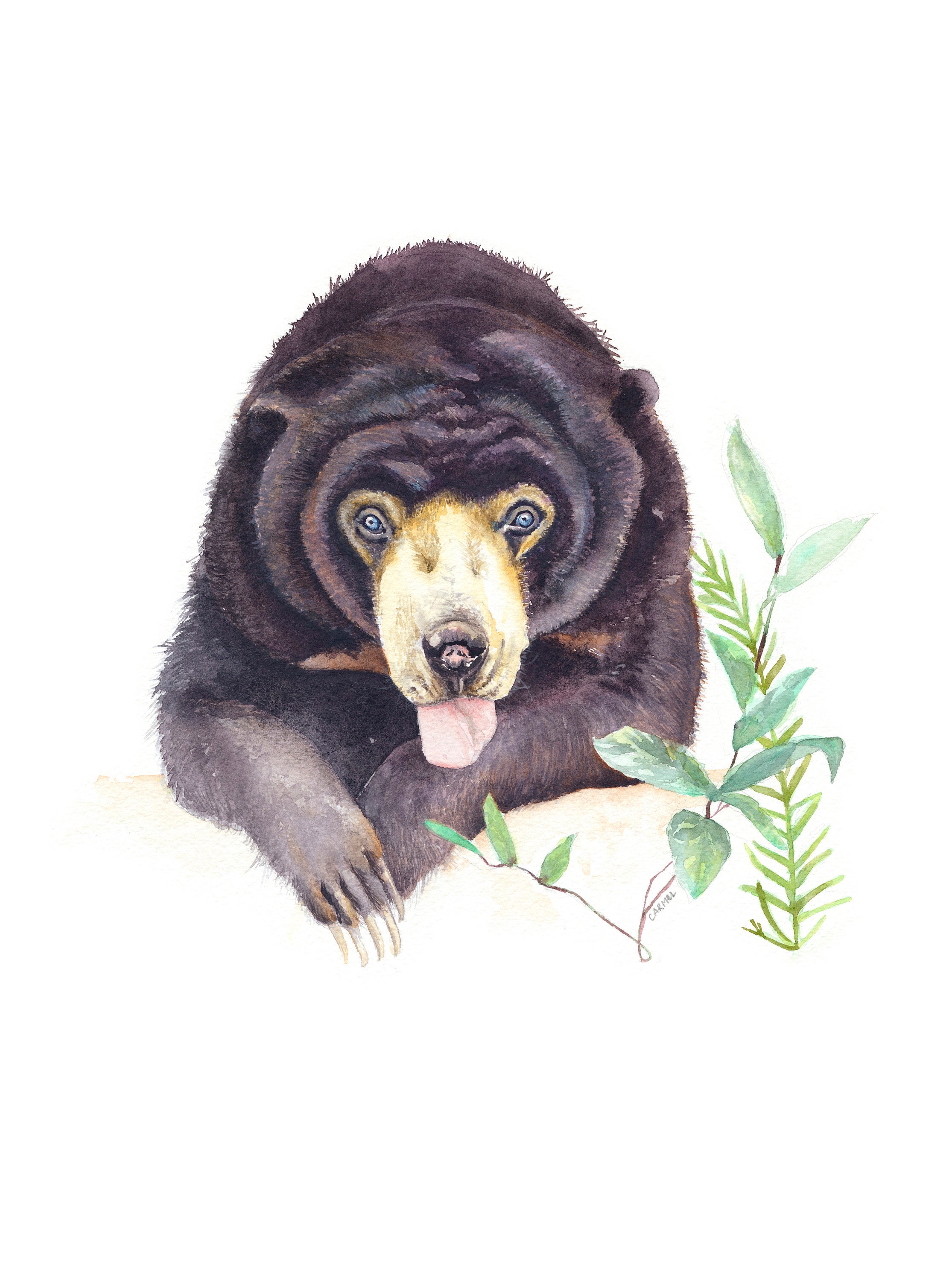 Arte del oso Oso acuarela Oso Negro Regalo para el amante de los ...