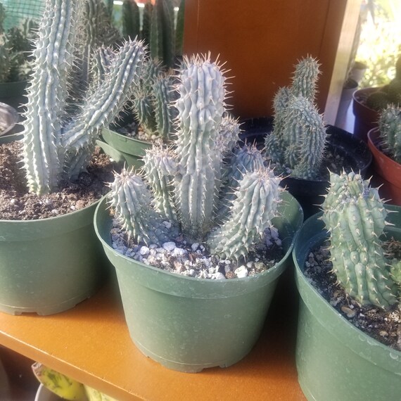 Kalahari Desert Cactus