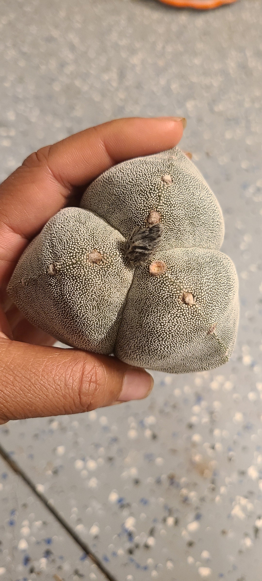 Astrophytum Tristar Hybrid - Etsy