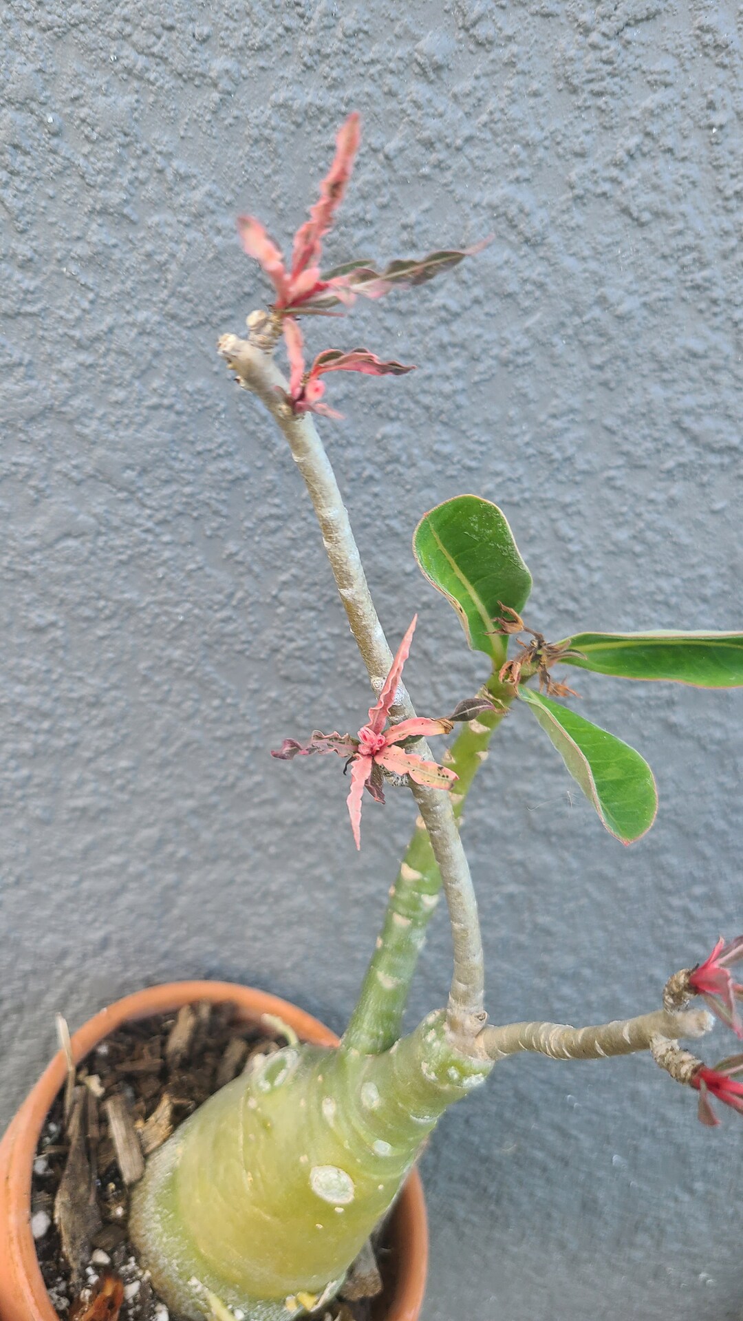 Variegated Desert Roses 2 - Etsy