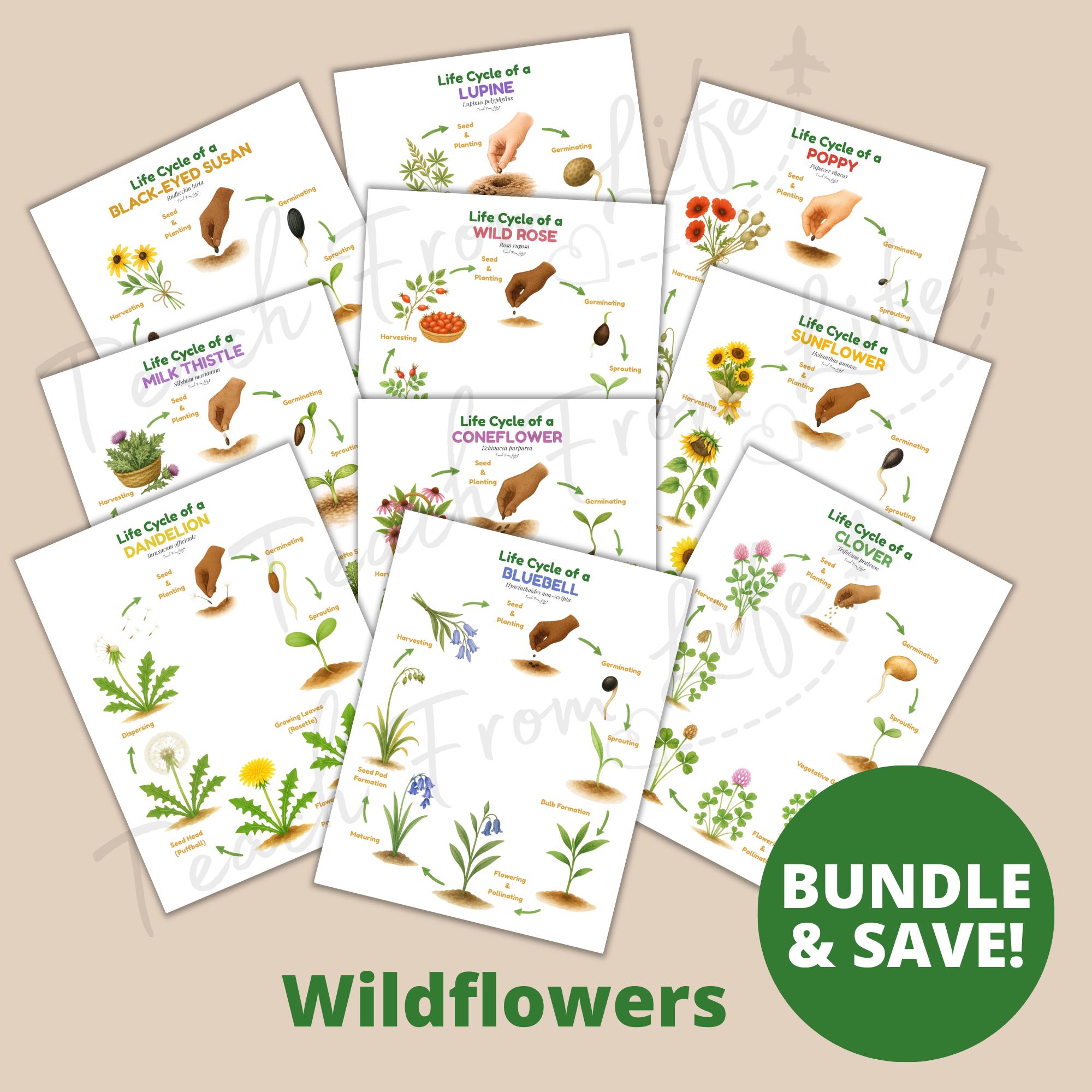 Life Cycle of a Clover Poster | Germination & Vegetative Growth Chart ...