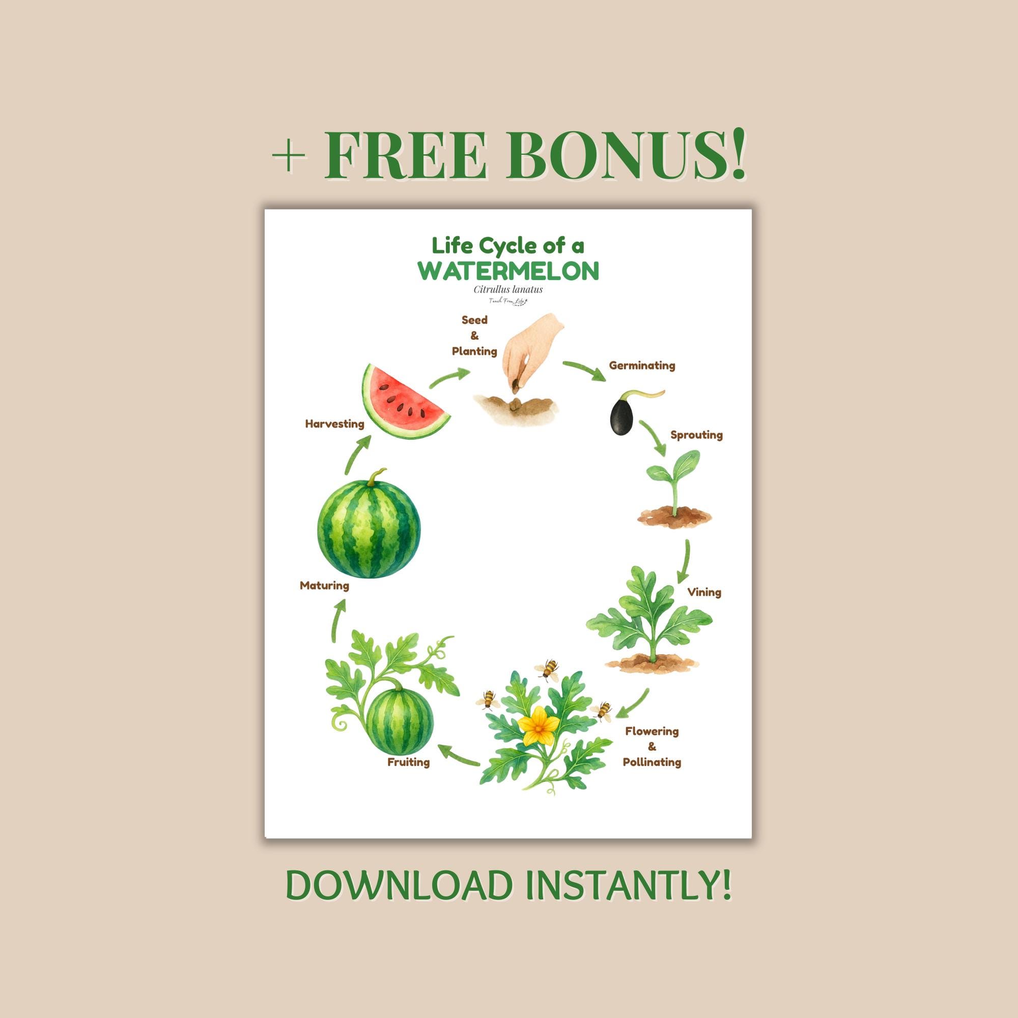 Garden Life Cycle Posters Bundle | 10 Plant Science Printables + Bonus ...