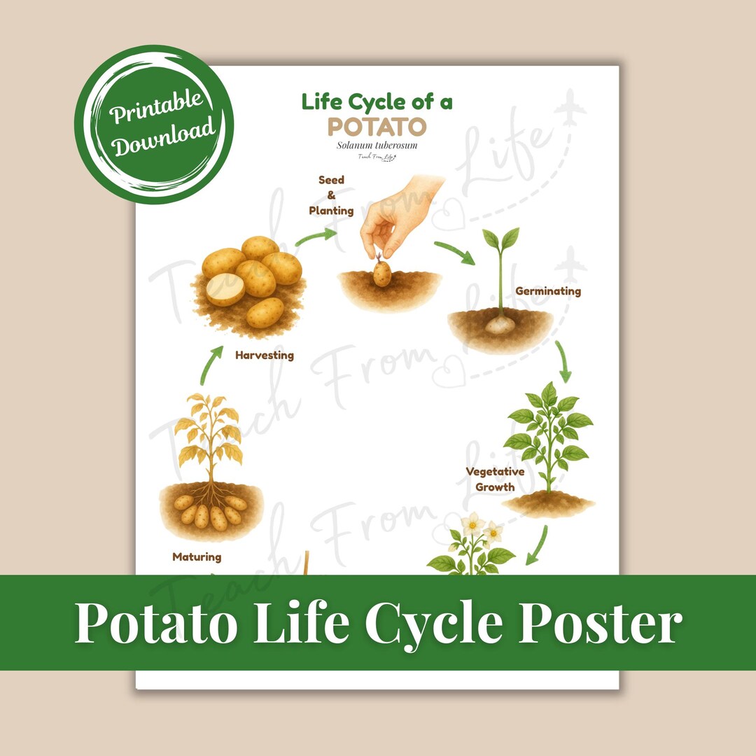 Potato Life Cycle Poster | Tuber Formation Plant Science Chart (digital ...