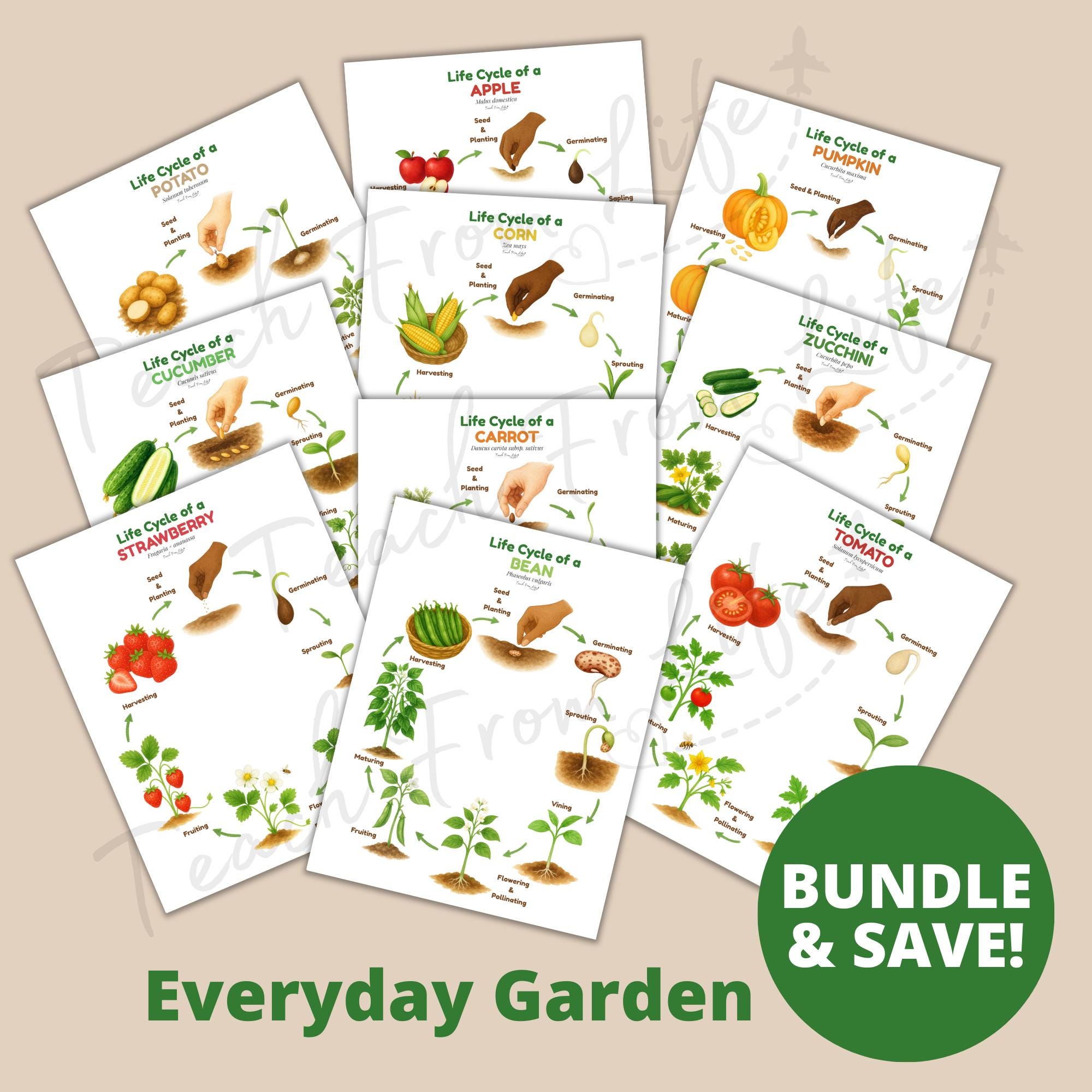 Potato Life Cycle Poster | Tuber Formation Plant Science Chart (digital ...