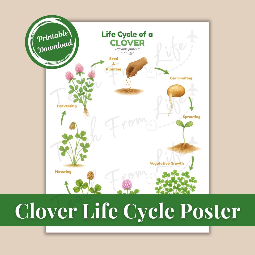 Life Cycle of a Clover Poster | Germination & Vegetative Growth Chart ...