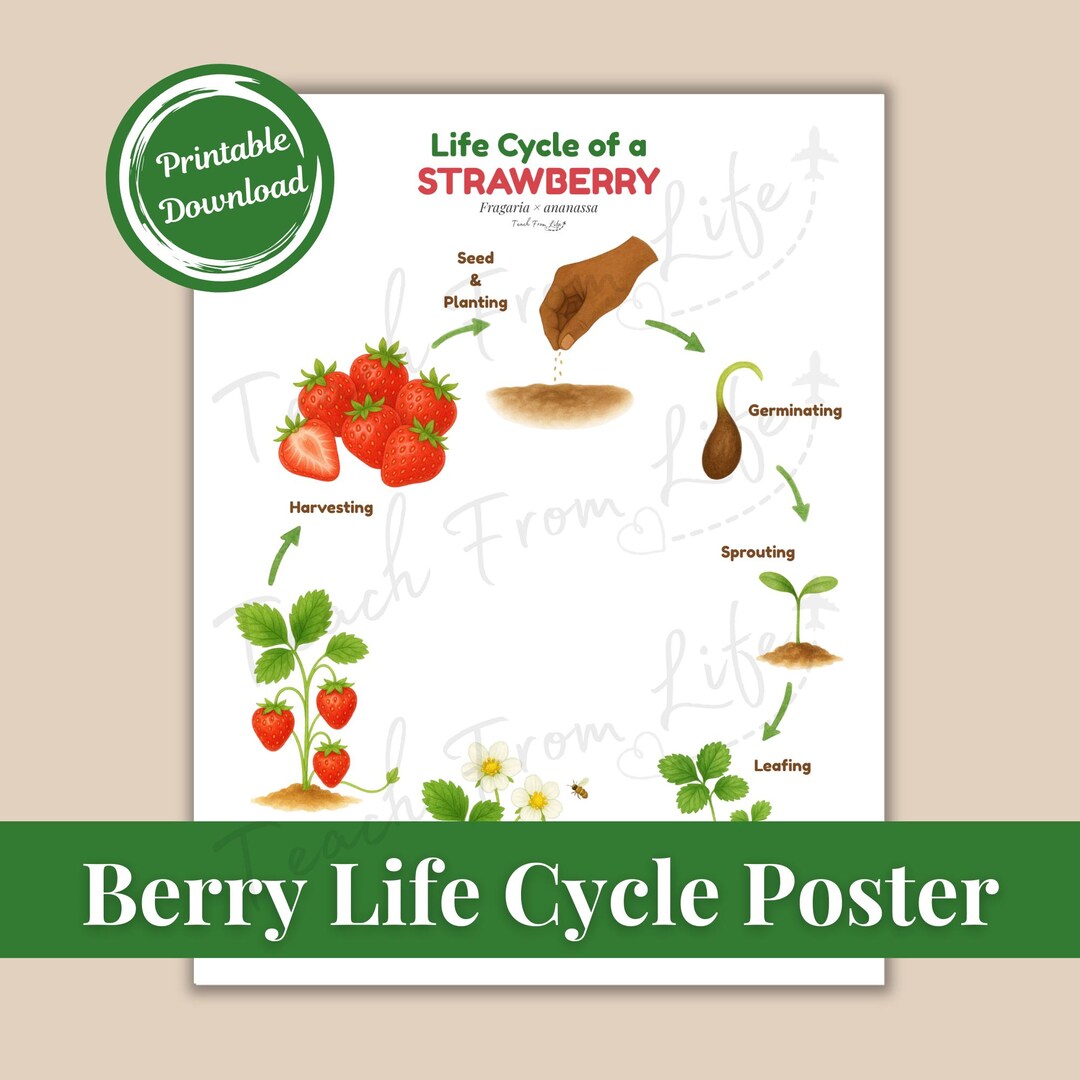 Strawberry Life Cycle Poster | Plant Growth Study, Homeschool Science ...