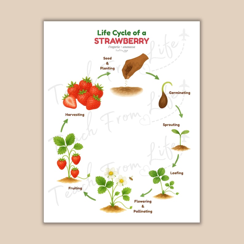 Strawberry Life Cycle Poster | Plant Growth Study, Homeschool Science ...