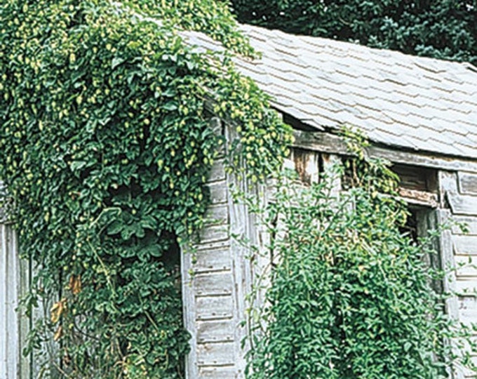 Hops for Decoration, Large Hops Cones, Dry Hops, Wedding Autumn Decor ...