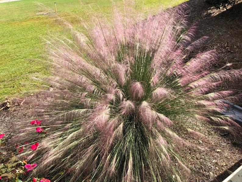 Purple Love Grass, Eragrostis, Late Season Gorgeous Color, Drought ...