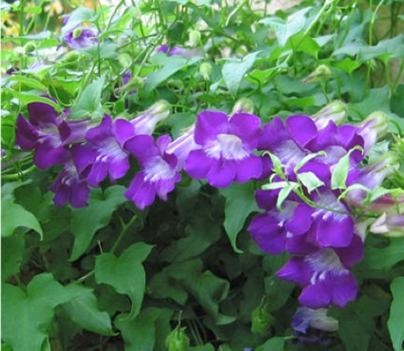 Privacy Asarina Joan Loraine/96 Climber/2 Deep Purple Trumpets/climbing ...