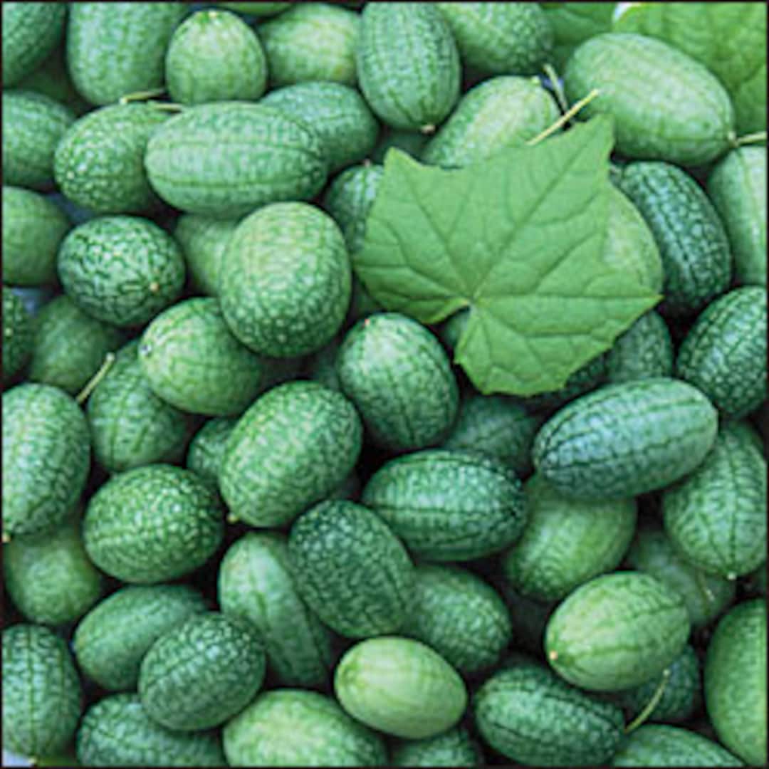 Cucumber Mexican Gherkin: 1-2" 'mini-watermelon Shape' Fruits, Very ...