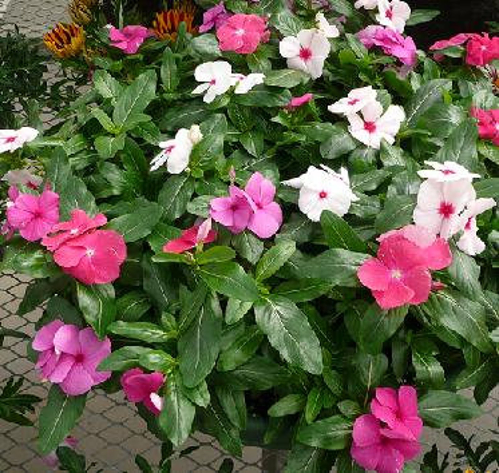 Vinca Cora Cascade Mix - Lots of Color, Attractive, Flowing Flower ...