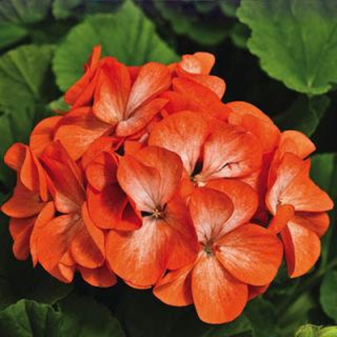 Geranium Orange Bi-color:appealing Orange and White Bicolor (10 Seeds ...