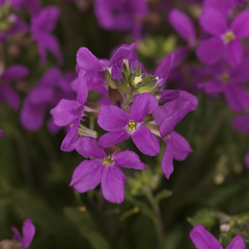 Arabis Caucasica Snowcap Cascading Rock Cress/colorful Fragrant Flowers ...