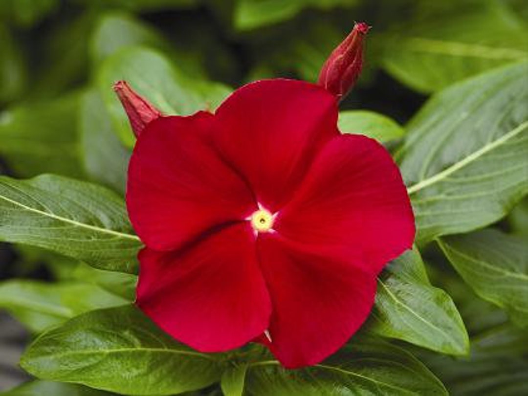 Vinca True Red - Real Mccoy - (25 Seeds) - Etsy
