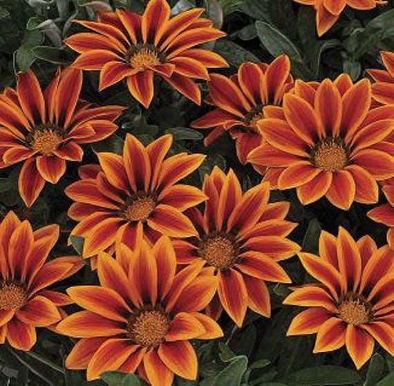 Gazania Orange Flame: African Daisy Vibrant Garden Flower 10 - Etsy