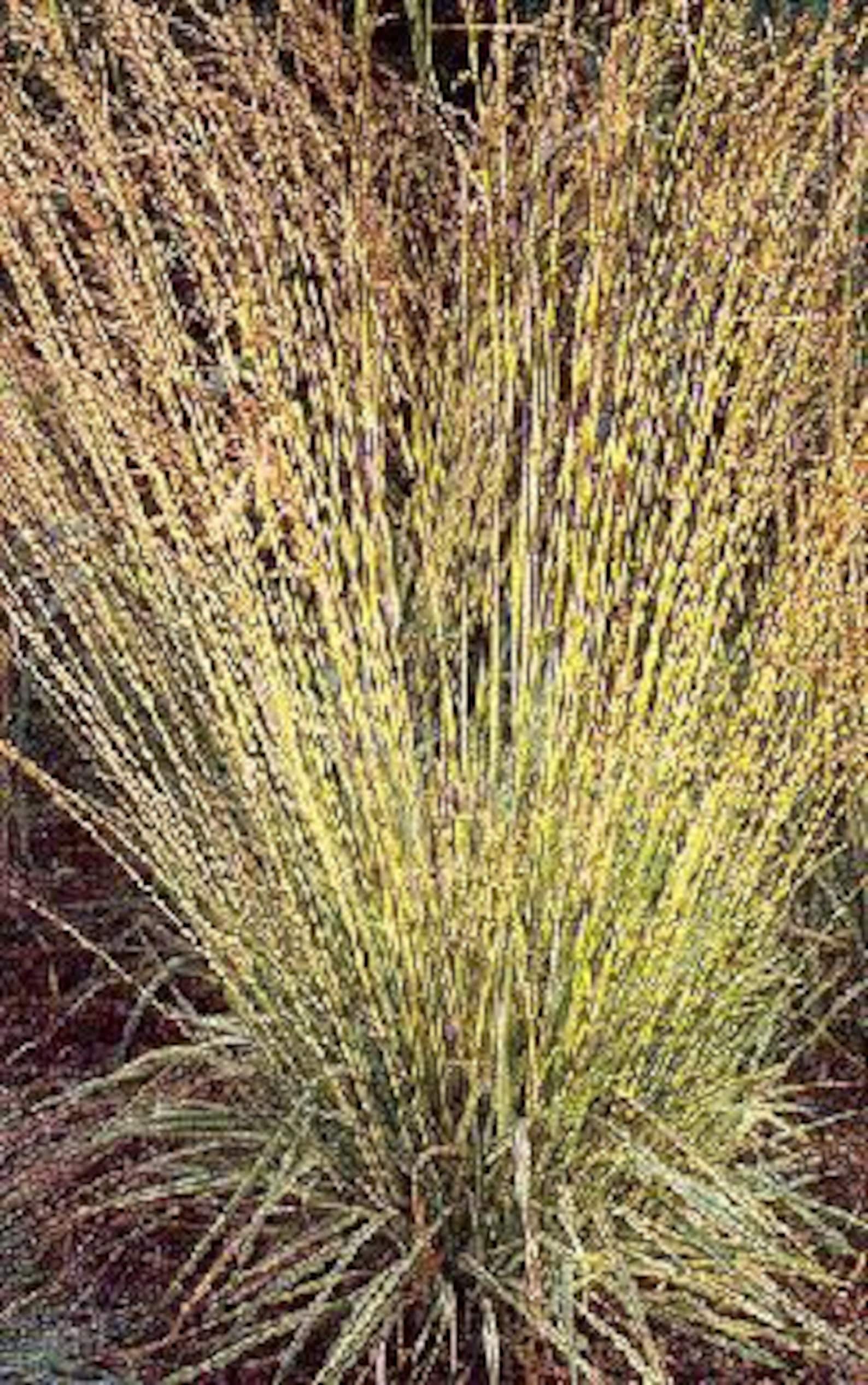 Ornamental Grass: Molinia Caerulea Purple Moor Grass (10 Seeds) - Etsy