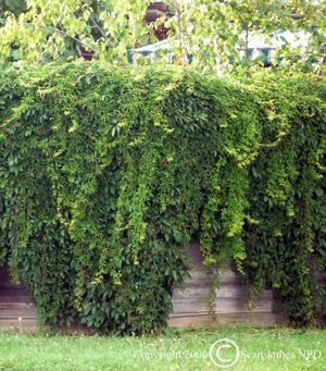 Privacy Fence Virginia Creeper/parthenocissus/ 20 Ft Climber 1st Year ...