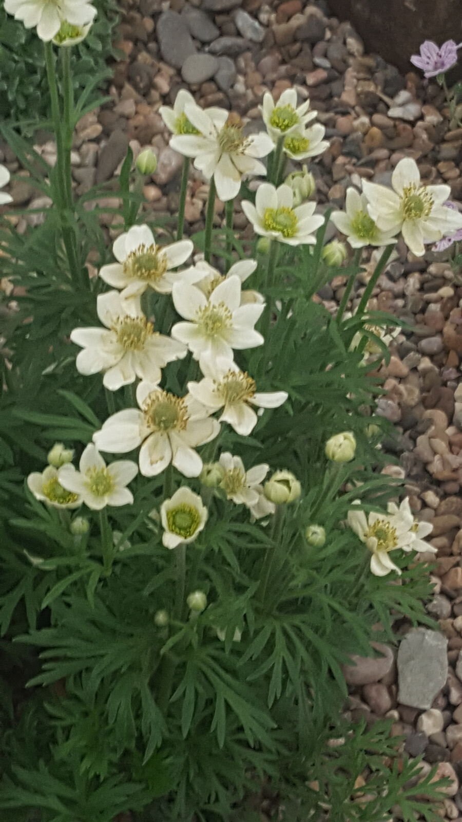 Anemone Multifida Annabella White or Mix Rich Color to Add - Etsy