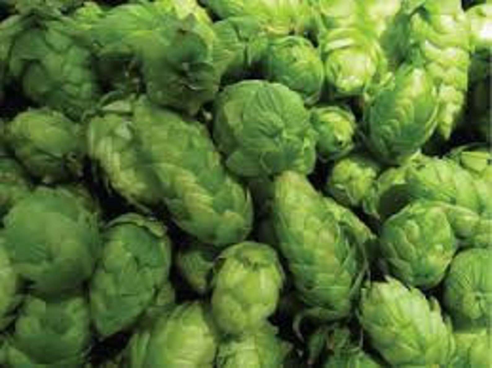 Hops Beer Malt Seed Unique Flavor/aromatics/humulus Lupulus/beautiful ...