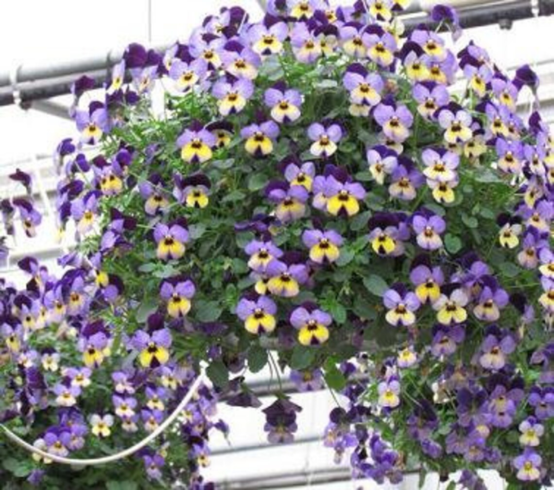 Viola Endurio Blue Yellow-purple Wings: Great Multicolor Combination on ...