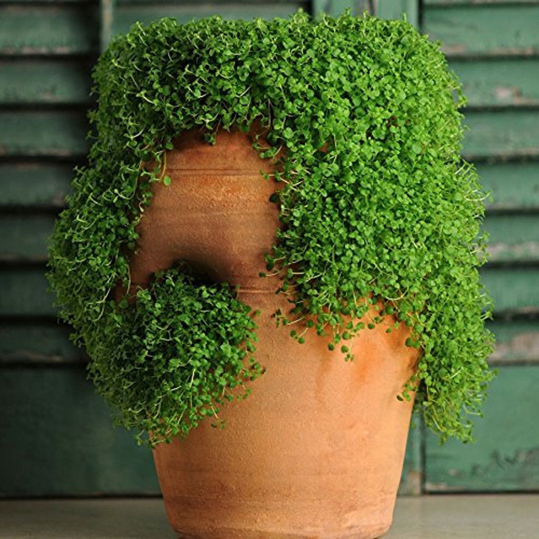 Mini Ornamental Mint Mentha Requienii, Fragrant and Quick Spreading ...