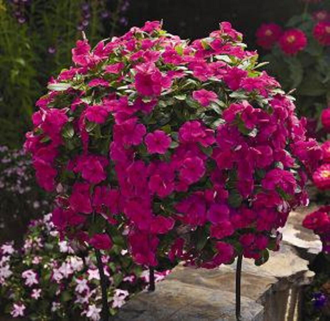 Vinca Cora Cascade Violet Rich-glowing Magenta, Large Flowers, Mounded ...