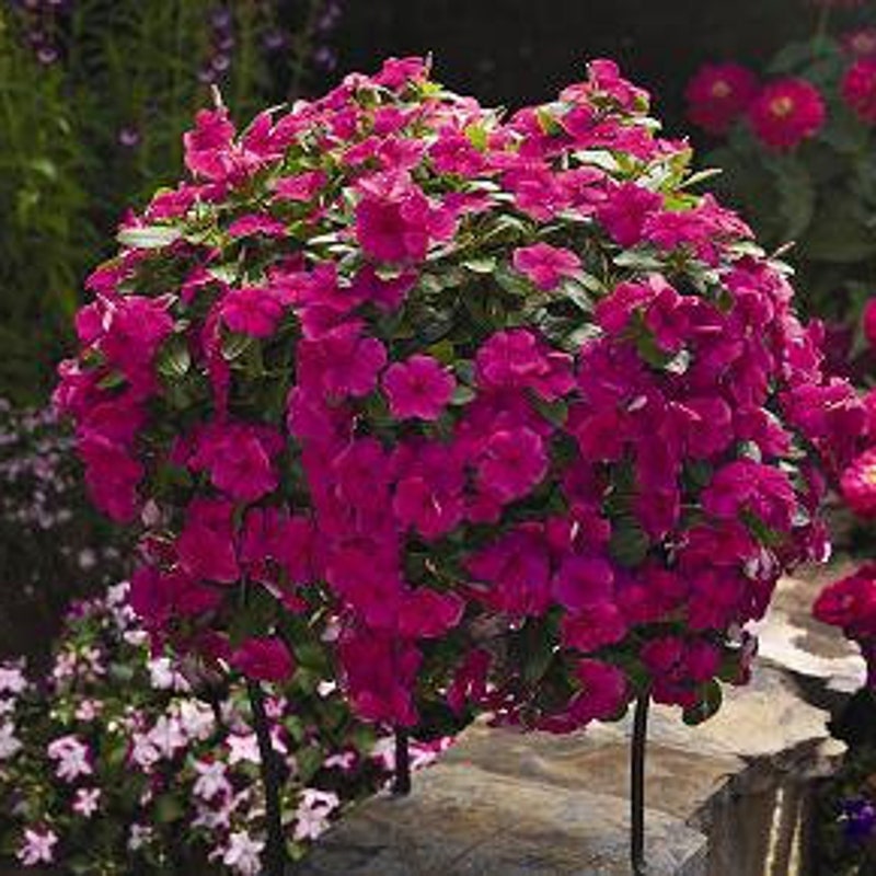 Trailing African Violet - Etsy