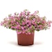 Bacopa Blutopia Seed/white Snowtopia or Pinktopia Hanging Basket ...