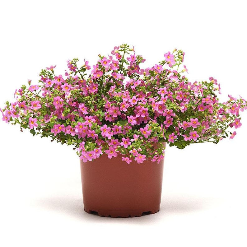 Bacopa Blutopia Seed/white Snowtopia or Pinktopia Hanging Basket ...