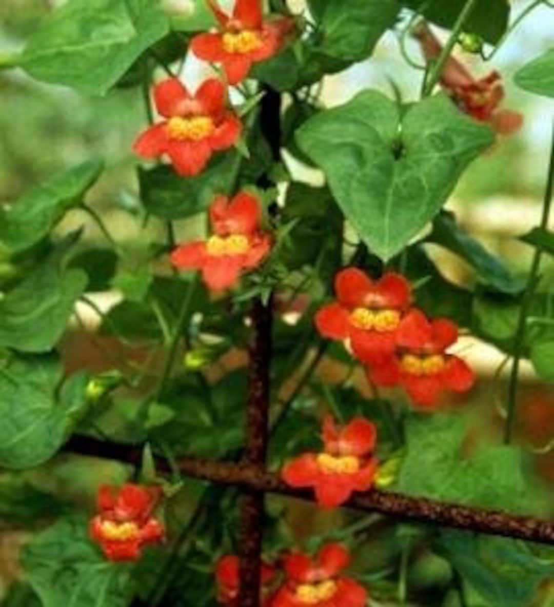 Asarina Red Climber, Climbing Snapdragon, Creeping Snapdragon, Twining ...