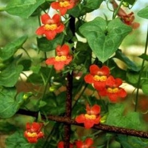 Asarina Red Climber Climbing Snapdragon Creeping Snapdragon - Etsy