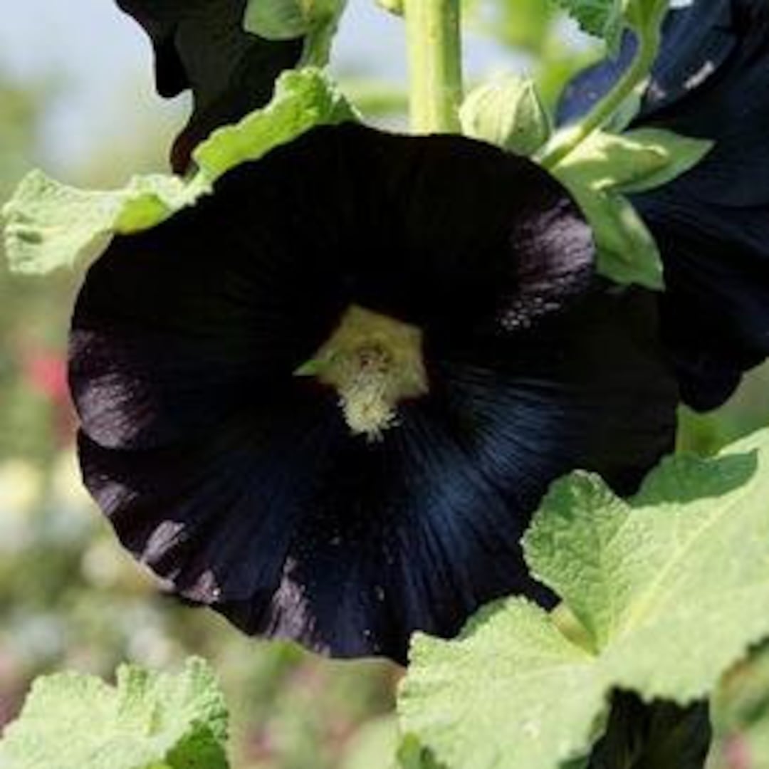 Alcea Rosea Nigra Hollyhock/classic English Cottage/watchman/perennial ...