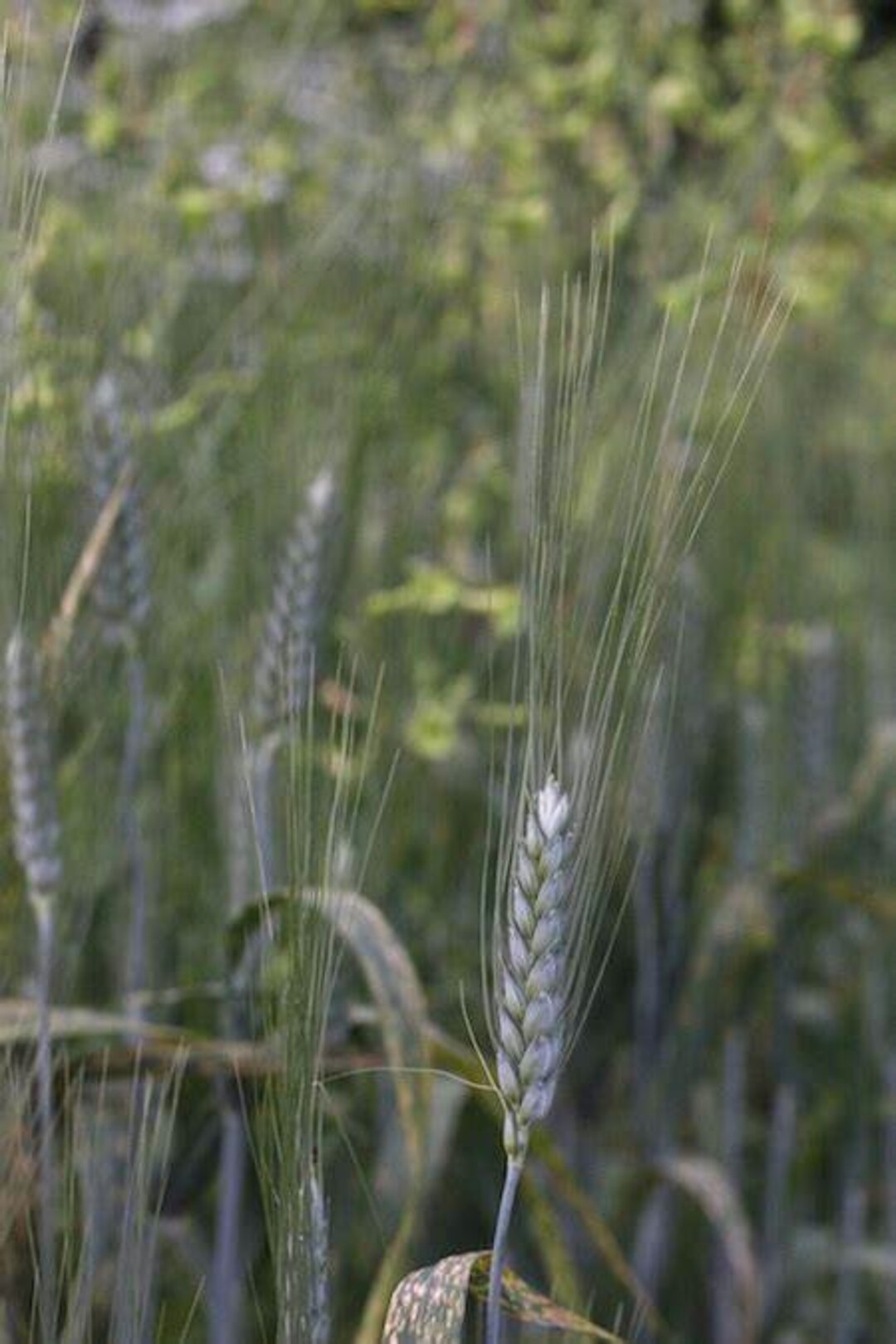 Black Tip Wheat - Ornamental Grass - Beautiful Bouquet (20 Seeds) - Etsy
