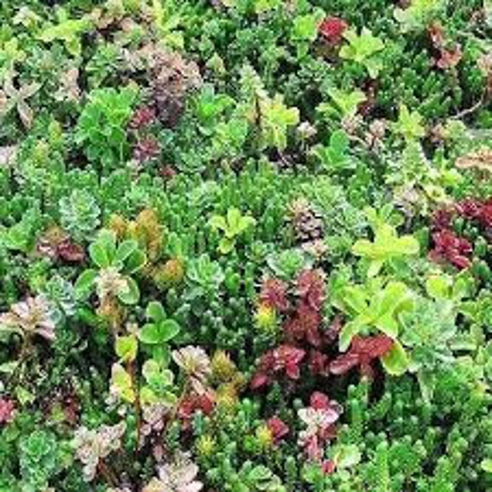 Sedum Roof Garden Mix, Dog House Roof, Vegetable Garden Roof,25 Seed - Etsy