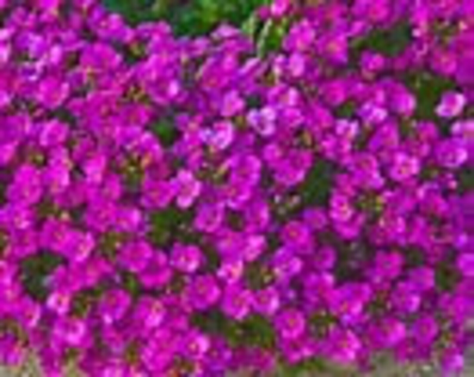 Arabis Caucasica Snowcap Cascading Rock Cress/colorful - Etsy