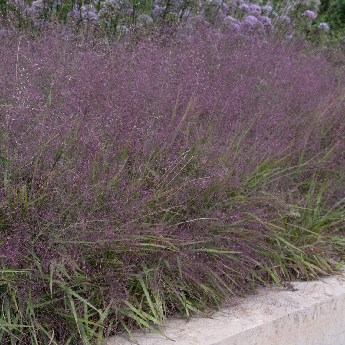 Purple Love Grass, Eragrostis, Late Season Gorgeous Color, Drought ...