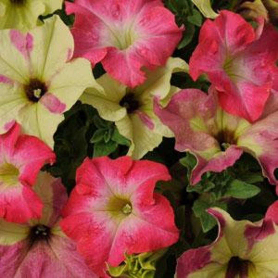 Petunia Lime Coral Mix Seed/new Ideal/lush Plant Blankets With - Etsy