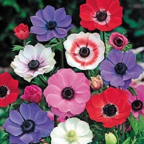 Anemone Multifida Annabella White or Mix Rich Color to Add to Your ...