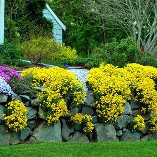 Alyssum Mountanum Mountain Gold/golden Alyssum/rock Madwort/eye ...