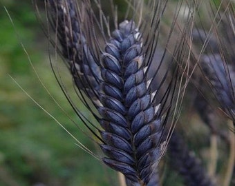 Ornamental Grass - Etsy
