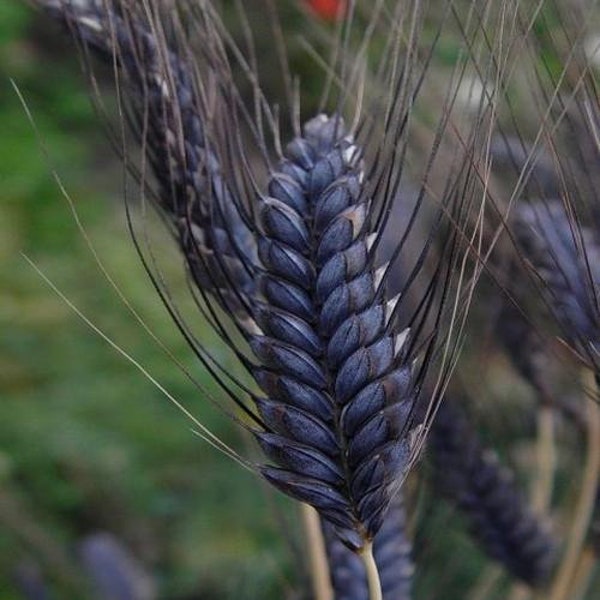 Ornamental Grass - Etsy